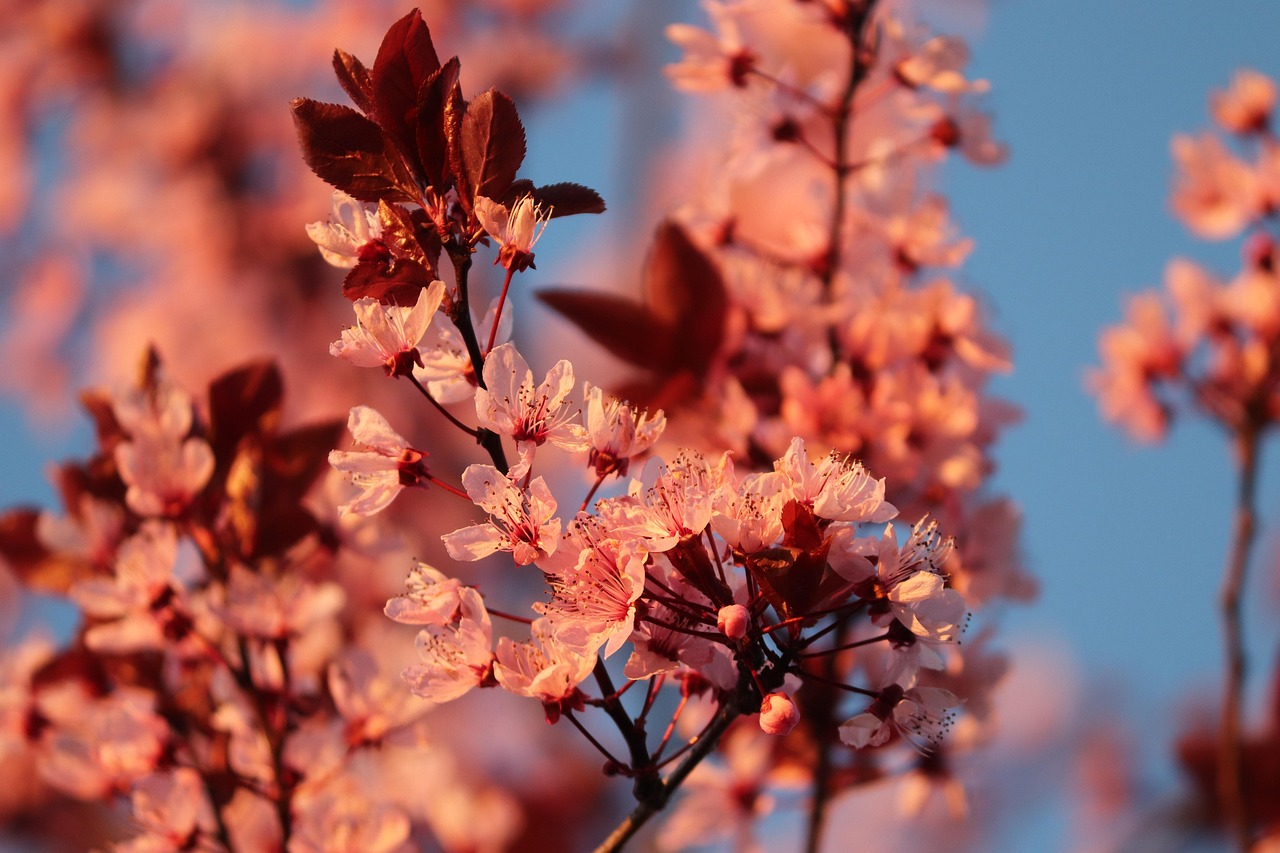 Ornamental Cherry Evening Light - Free photo on Pixabay - Pixabay