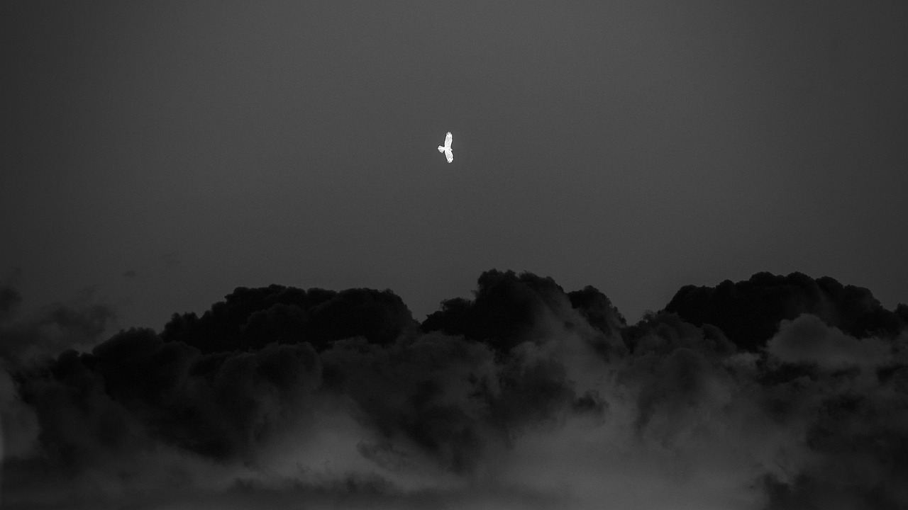 Bird Darkness Negative - Free photo on Pixabay - Pixabay