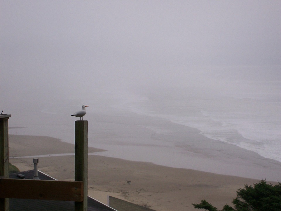 Oceanside Oregon Seagull - Free photo on Pixabay - Pixabay