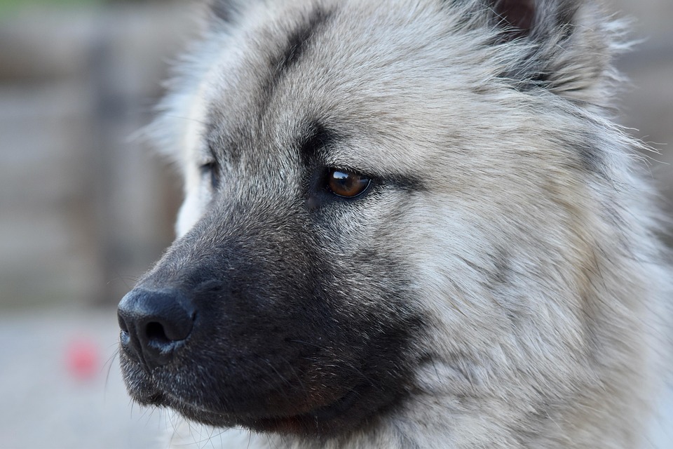 Dog Female Portrait - Free photo on Pixabay - Pixabay