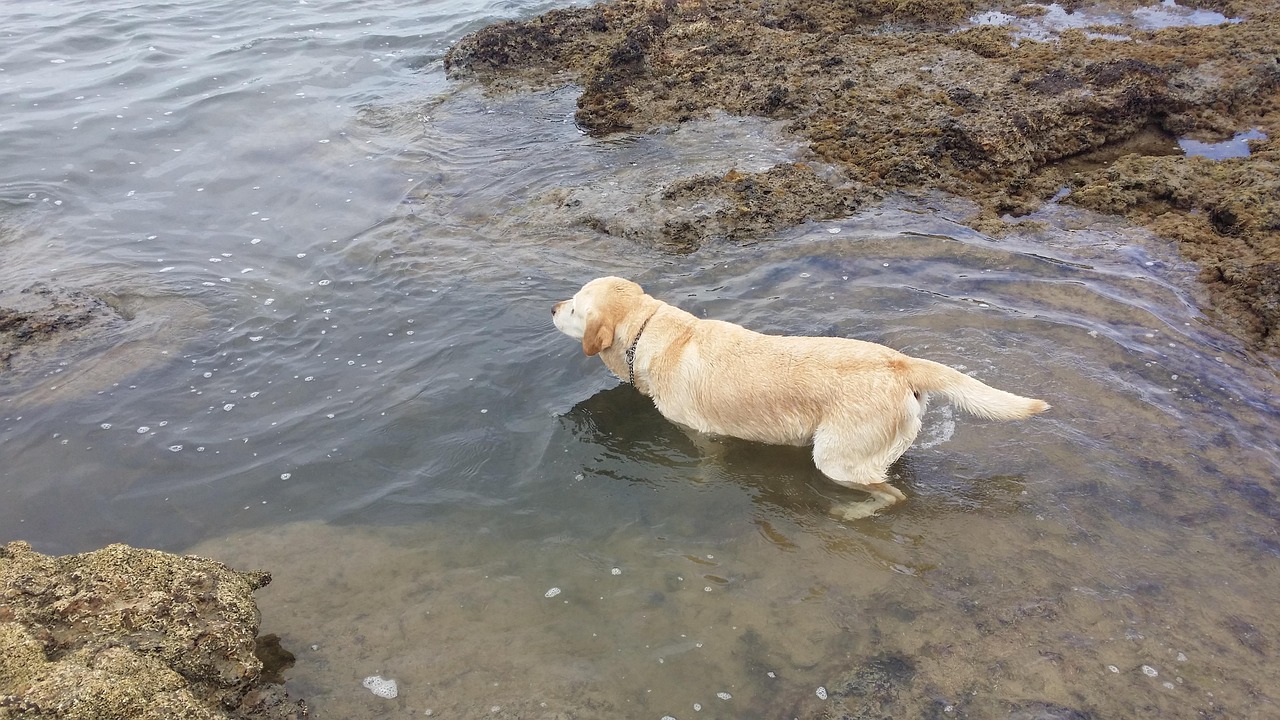 Labrador Natação - Foto gratuita no Pixabay