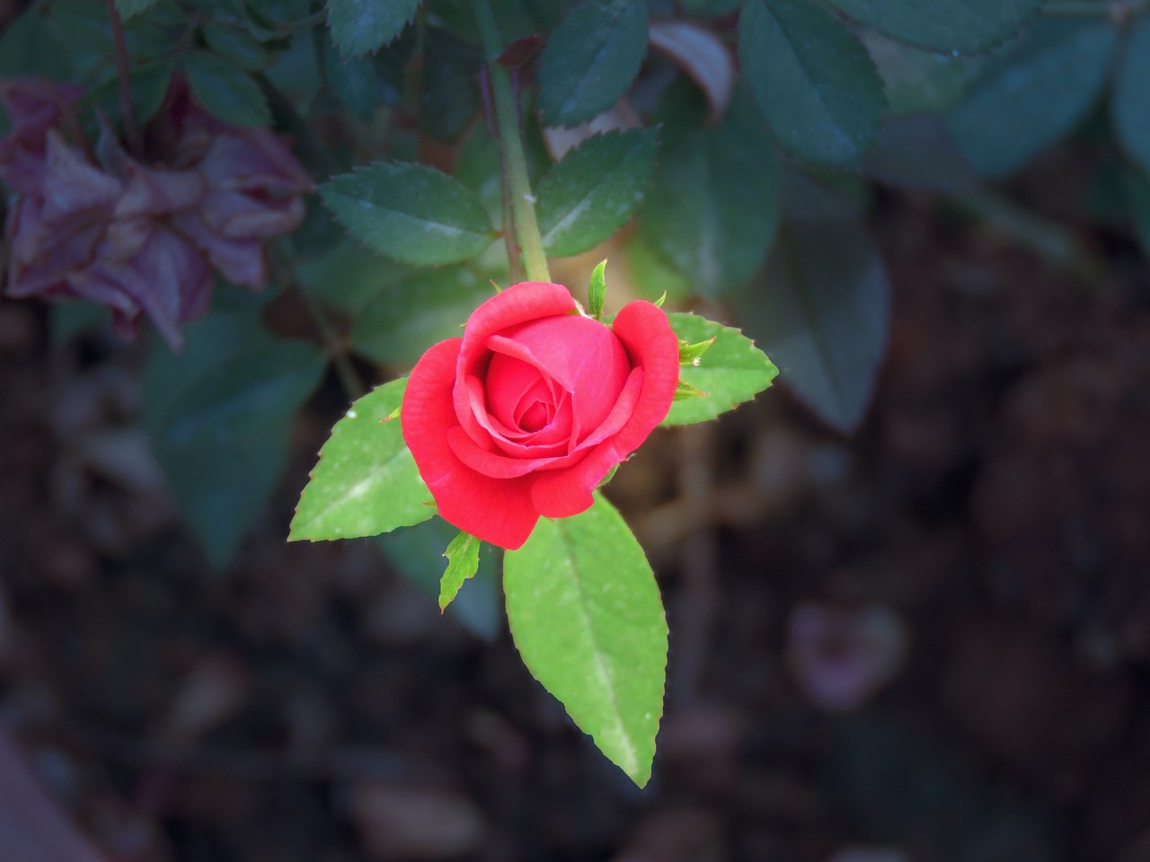 40+ Free Flowers At Night & Nature Images - Pixabay