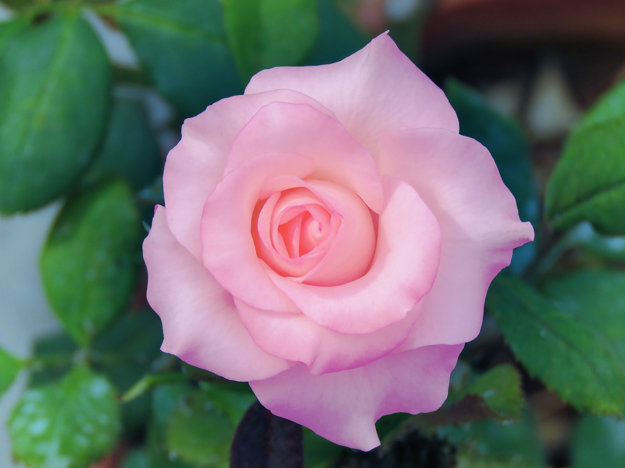 100+ Free Pink Milk & Pink Images - Pixabay