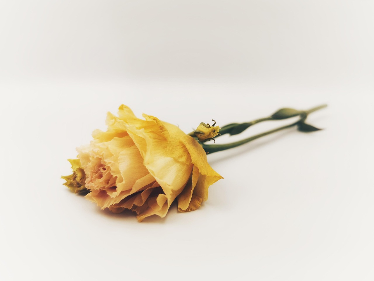 Bunga Mawar Cinta - Foto gratis di Pixabay - Pixabay