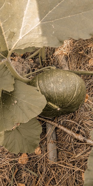 Calabaza El Verano Otoño - Foto gratis en Pixabay - Pixabay