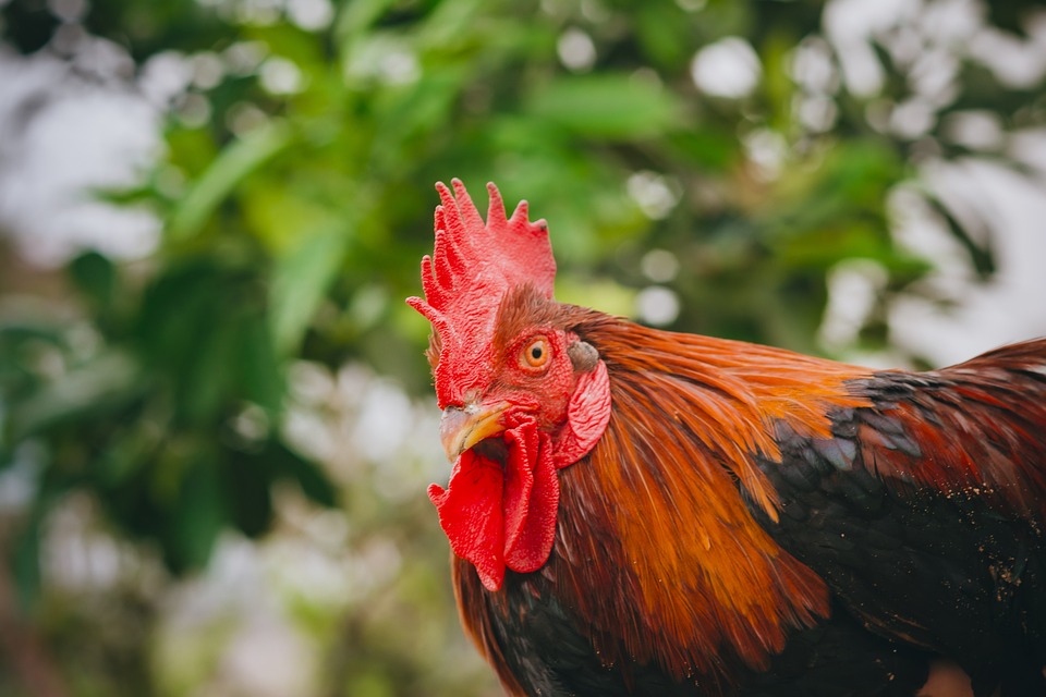 Ayam Merah Potret - Foto gratis di Pixabay