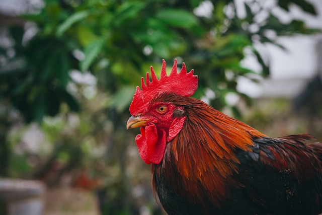 Galo Vermelho Retrato - Foto gratuita no Pixabay - Pixabay