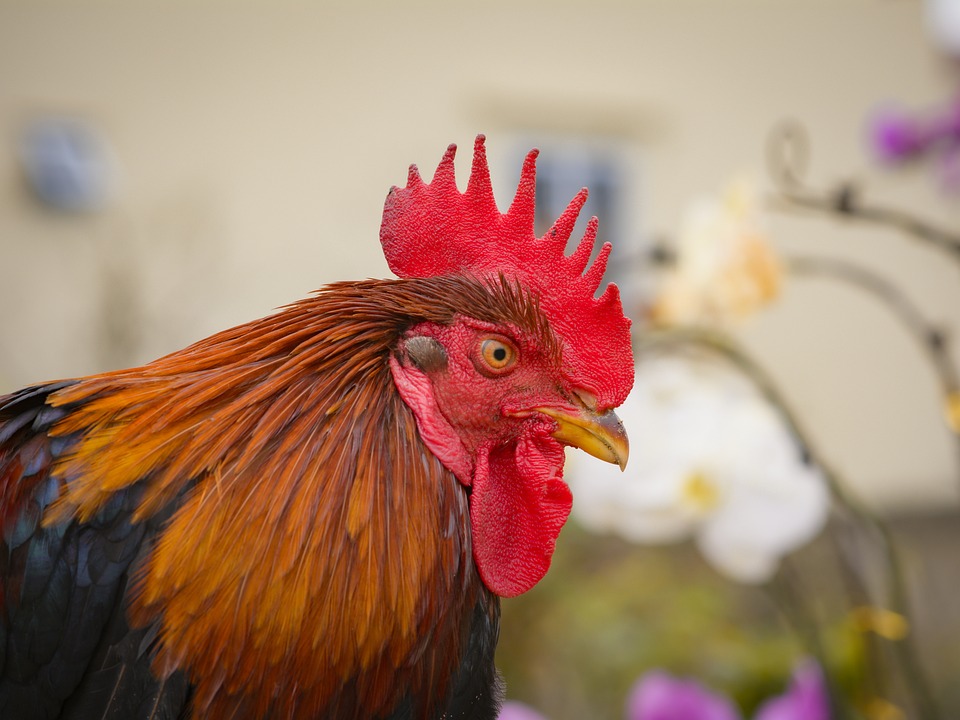 Ayam Merah Potret - Foto gratis di Pixabay