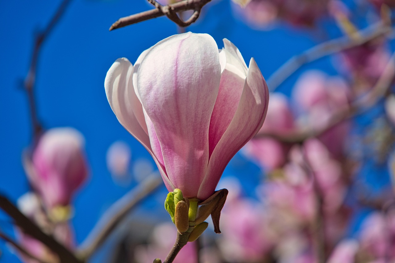 Spring Bloom Magnolias Magnolia - Free photo on Pixabay
