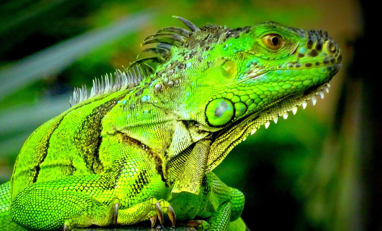 Iguana Colorful Wildlife - Free photo on Pixabay