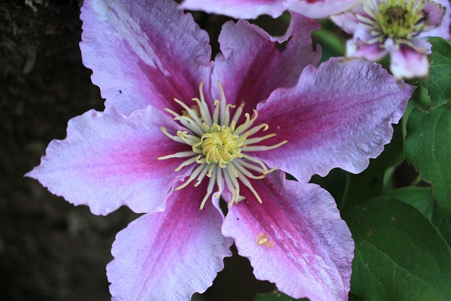 Clemátide Flor Rosa - Foto gratis en Pixabay - Pixabay