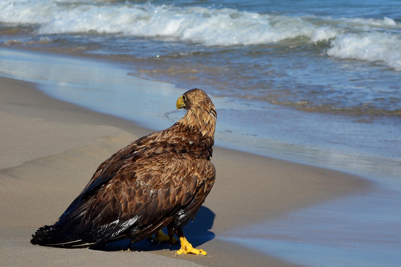 Baltic Sea Nature White-Tailed - Free photo on Pixabay - Pixabay