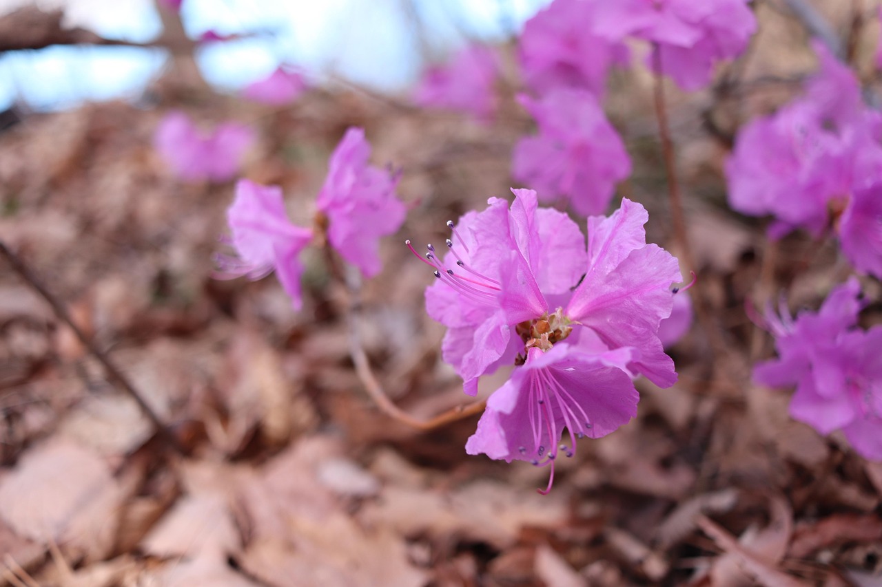 Fleur Sauvage Prairie - Photo gratuite sur Pixabay - Pixabay