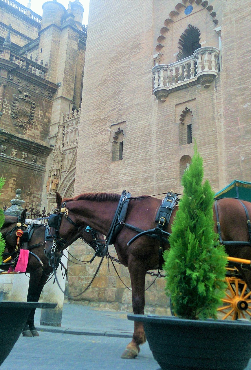 Cheval Cordoba Andalousie - Photo gratuite sur Pixabay - Pixabay