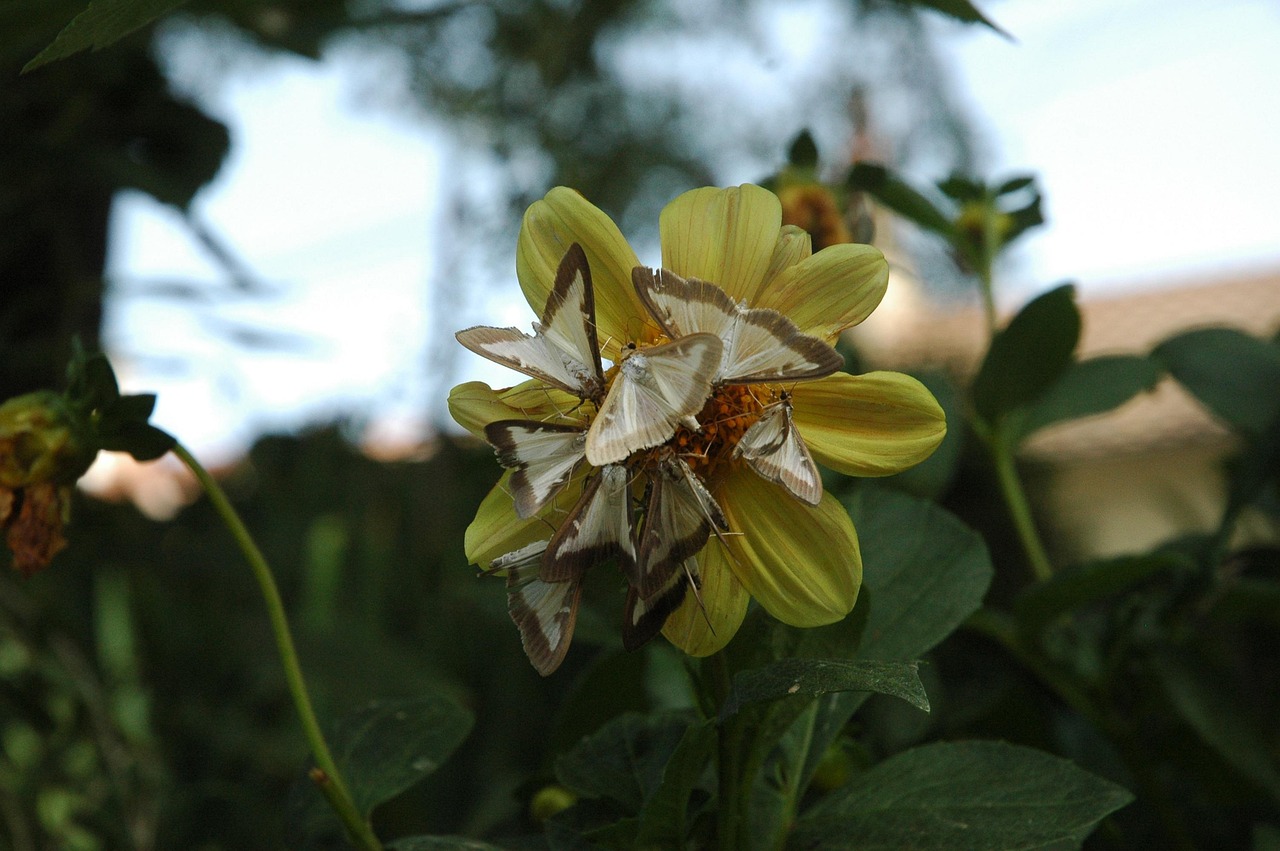 Boxwood Moth Dahlia Pest - Free photo on Pixabay - Pixabay