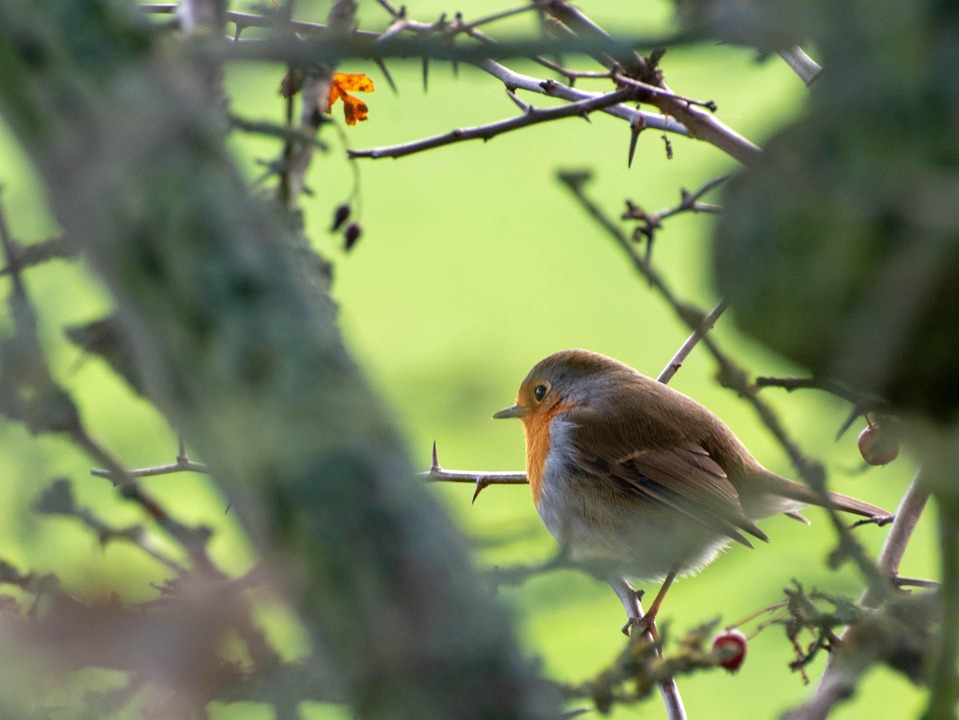 Nature Birds - Free photo on Pixabay