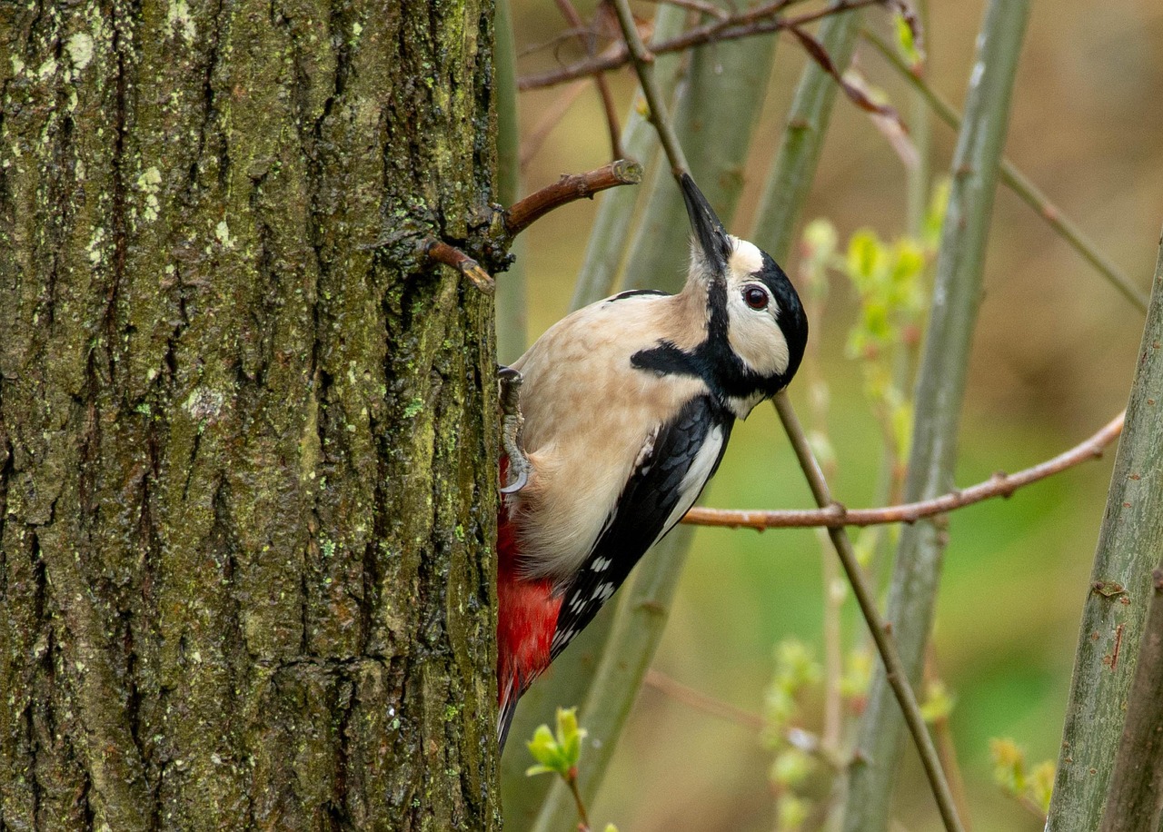 Pivert Des Oiseaux Arbre - Photo gratuite sur Pixabay - Pixabay