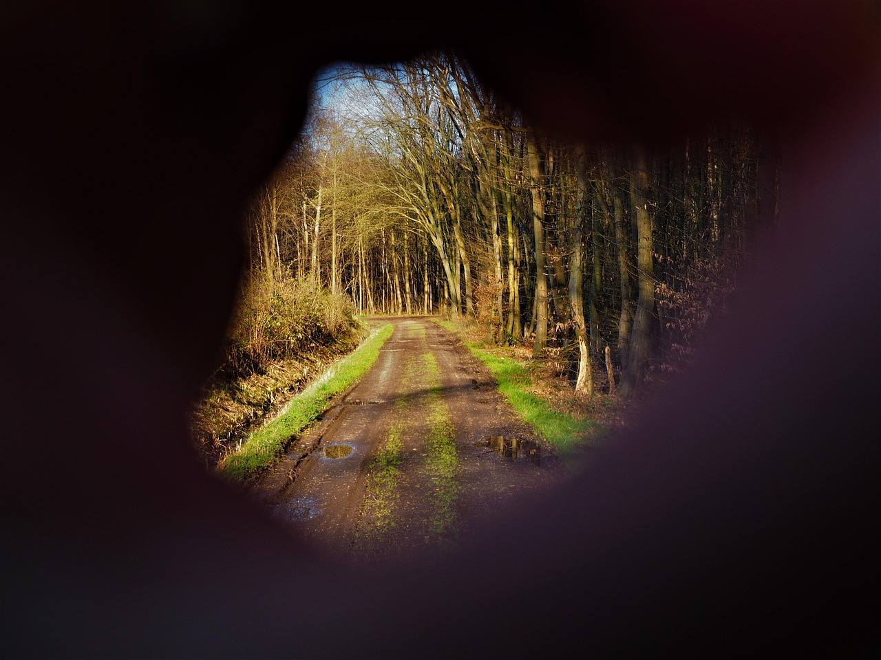 Topic Of The Week Insight Forest - Free photo on Pixabay - Pixabay