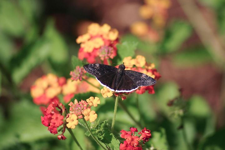 30+ Free Butter Flies & Sky Images - Pixabay