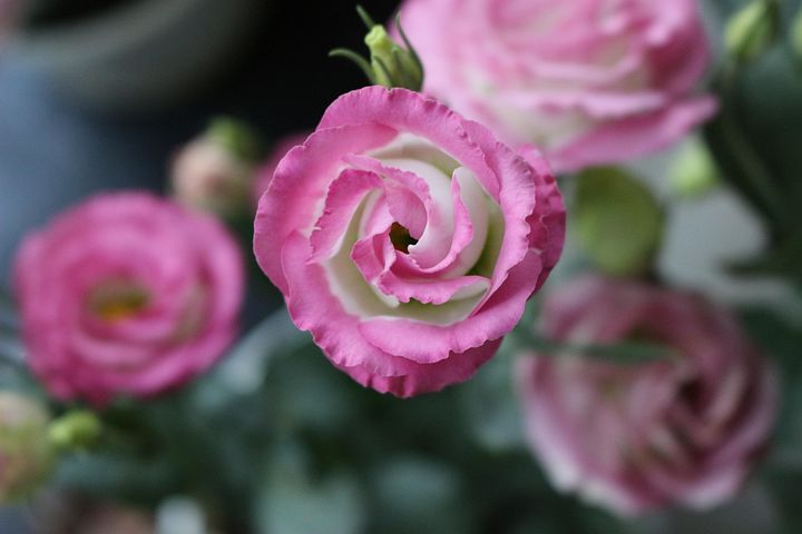 50+ Free Lisianthus & Flower Images