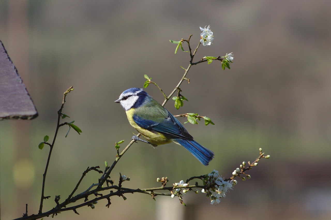 Bird Bluetit Blue Tit - Free photo on Pixabay