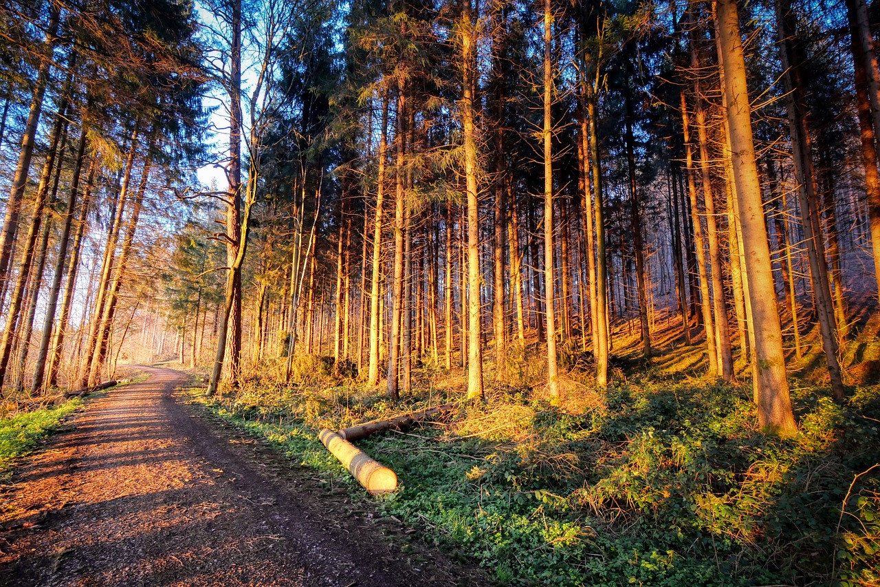 Pálya Erdei Ösvény Erdő - Ingyenes fotó a Pixabay-en - Pixabay