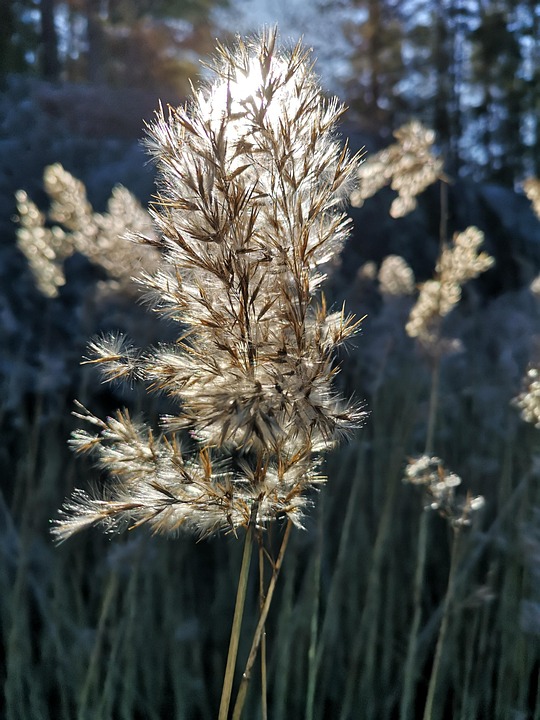 La Nature De Lumière Paille - Photo gratuite sur Pixabay - Pixabay