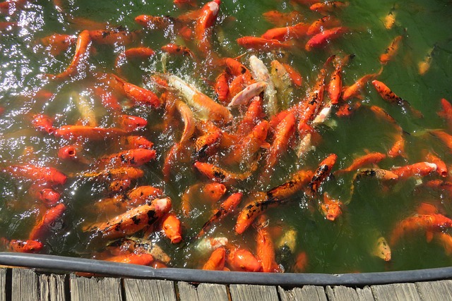 Exotische Fisch Karpfen Das - Kostenloses Foto auf Pixabay - Pixabay
