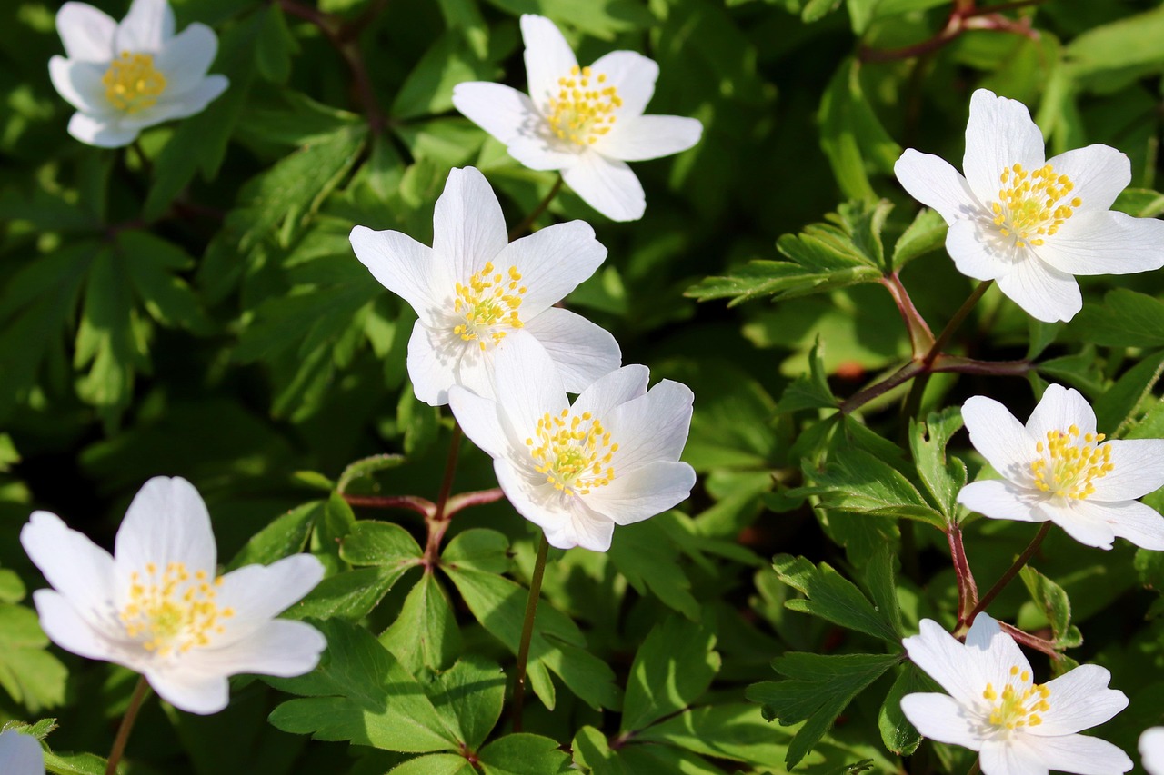 Wood Anemones Anemone Nemorosa - Free photo on Pixabay - Pixabay