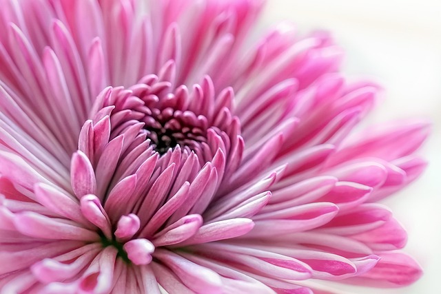 Flower Bloom Blossom - Free photo on Pixabay