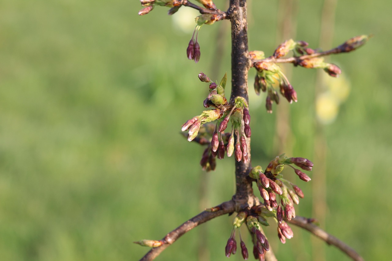 Cherry Blossom Buds - Free photo on Pixabay