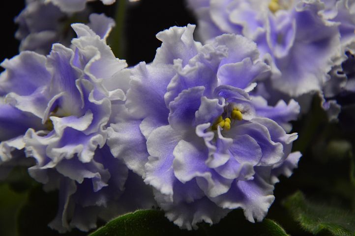 60+ Free African Violets & Violet Images - Pixabay