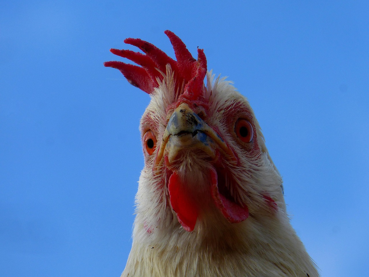 Animal Poule Blanche - Photo gratuite sur Pixabay - Pixabay