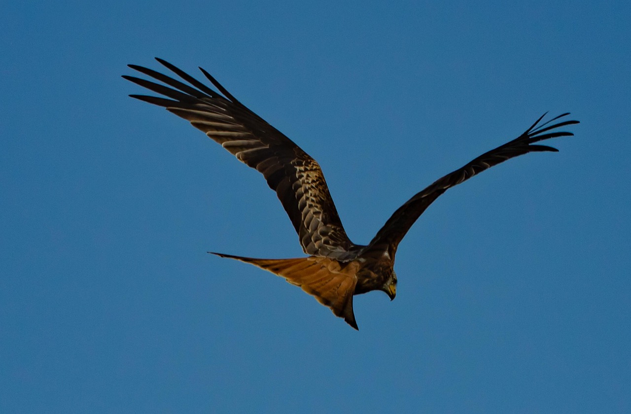 Red Kite Flying Soaring - Free photo on Pixabay