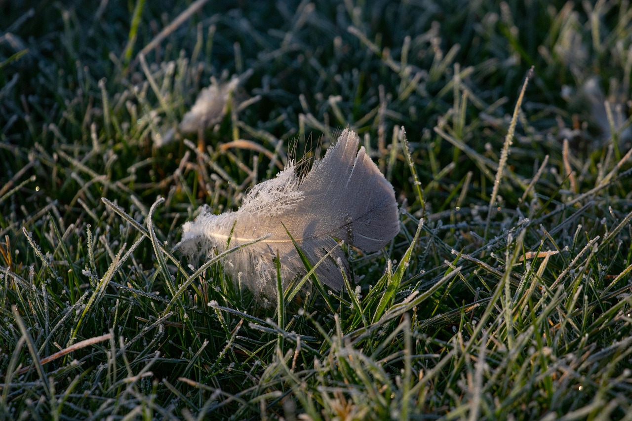 Single Feather Frost Grass White - Free photo on Pixabay - Pixabay