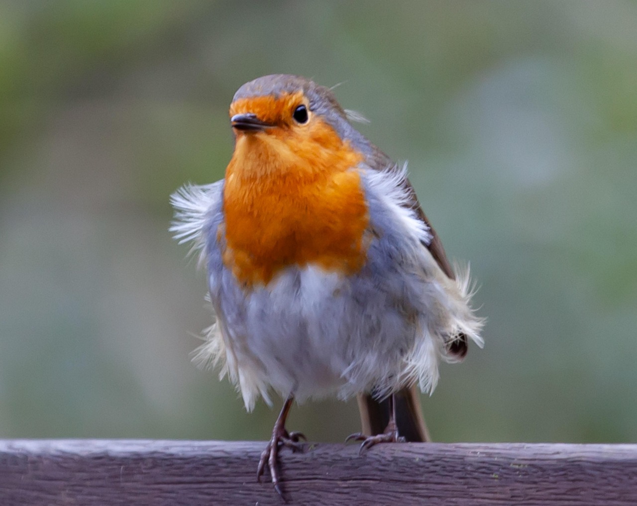Robin Redbreast On Fence - Free photo on Pixabay - Pixabay