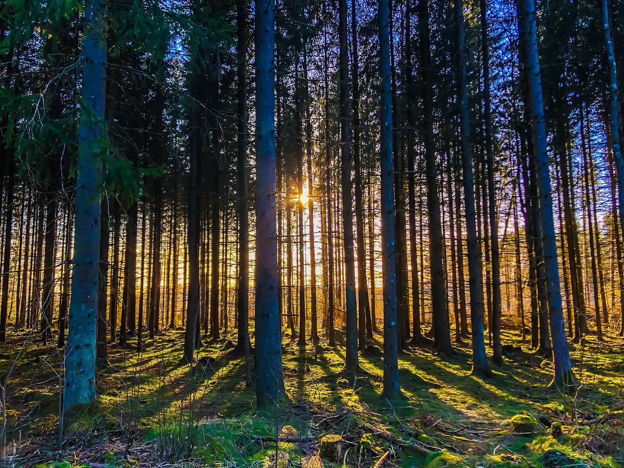 The Nature Of Forest Landscape - Free photo on Pixabay - Pixabay