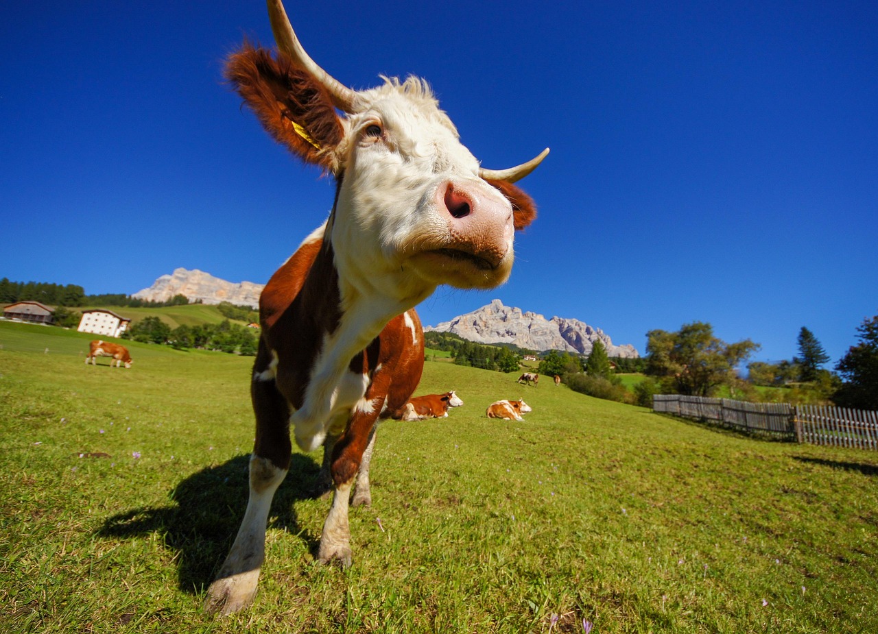 Sapi Padang Rumput Halaman - Foto gratis di Pixabay - Pixabay
