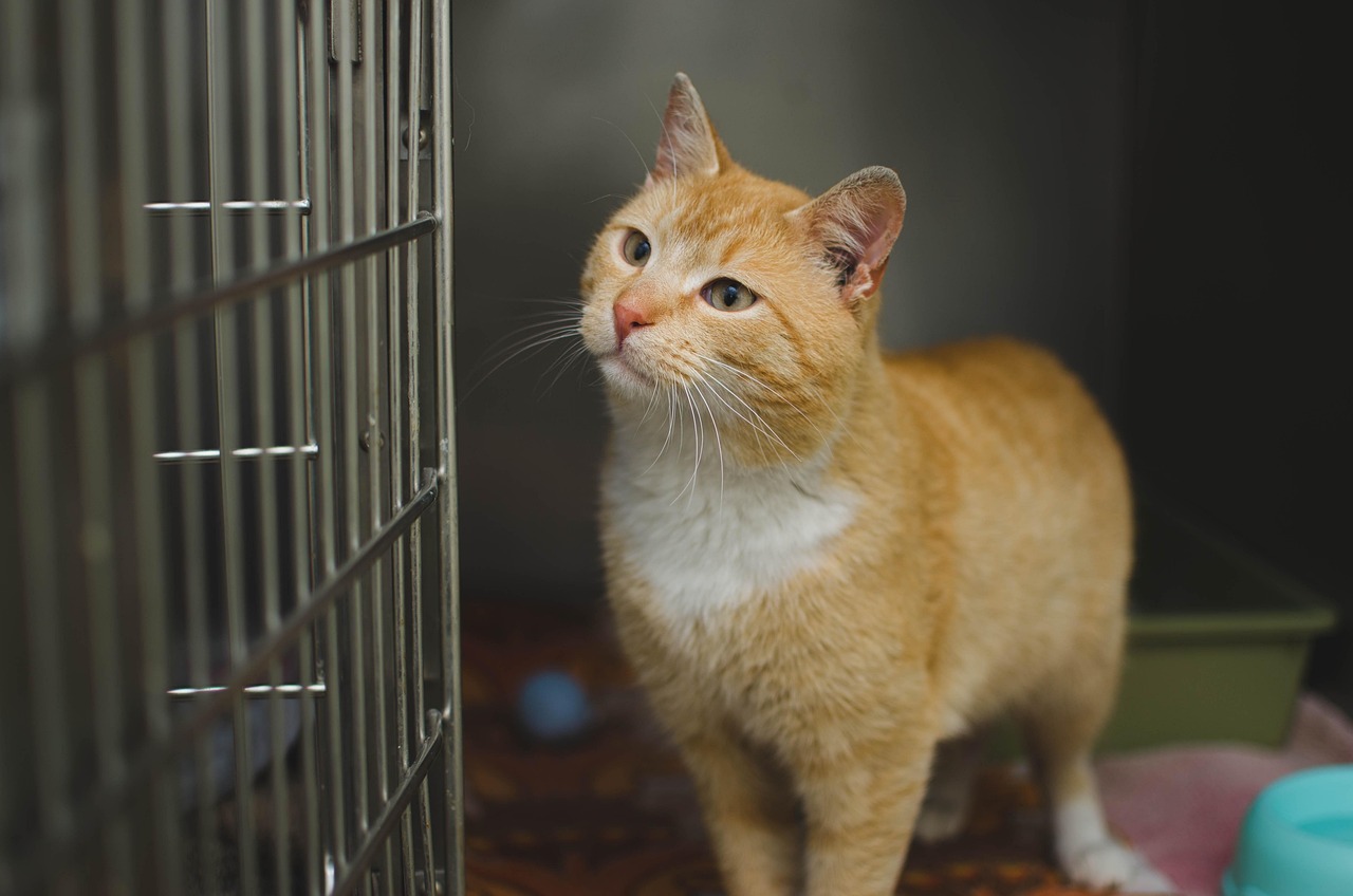 10,000+ Free Veterinary Picture & Veterinary Images - Pixabay