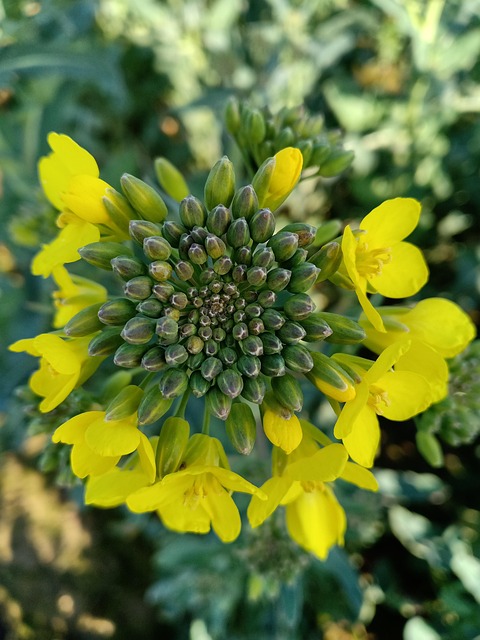 300+ Free Brassica Napus Var & Brassica Napus Images - Pixabay
