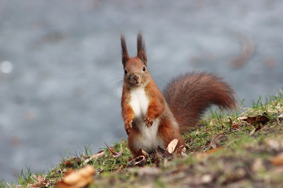 Écureuil La Nature Animaux - Photo gratuite sur Pixabay