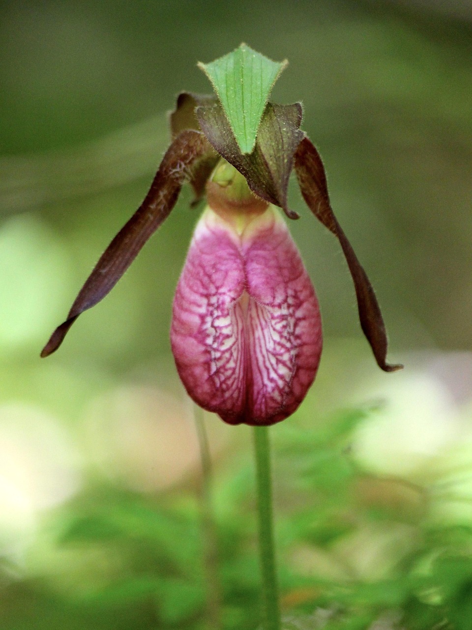Lady Slipper Pink Flower - Free photo on Pixabay - Pixabay