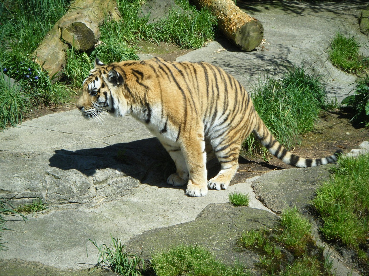 Tiger Wild Cat - Free photo on Pixabay - Pixabay