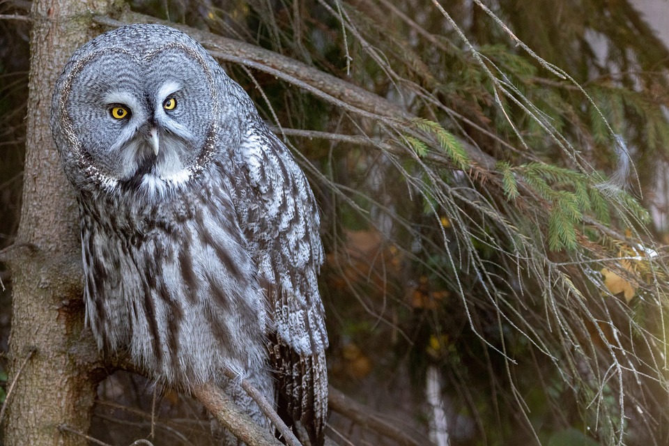 Bart Owl Hibou Oiseau La - Photo gratuite sur Pixabay