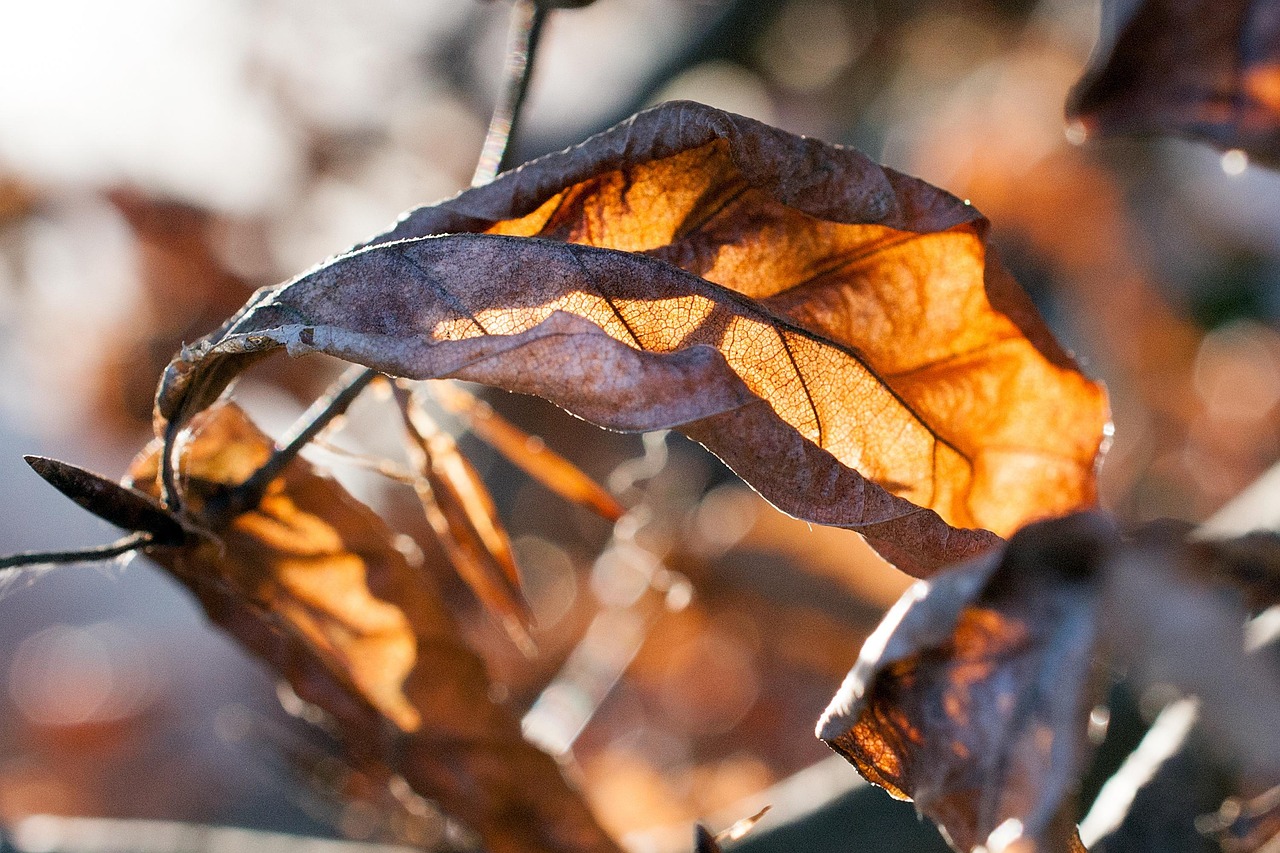Blade Tree Beech Leaves - Free photo on Pixabay - Pixabay