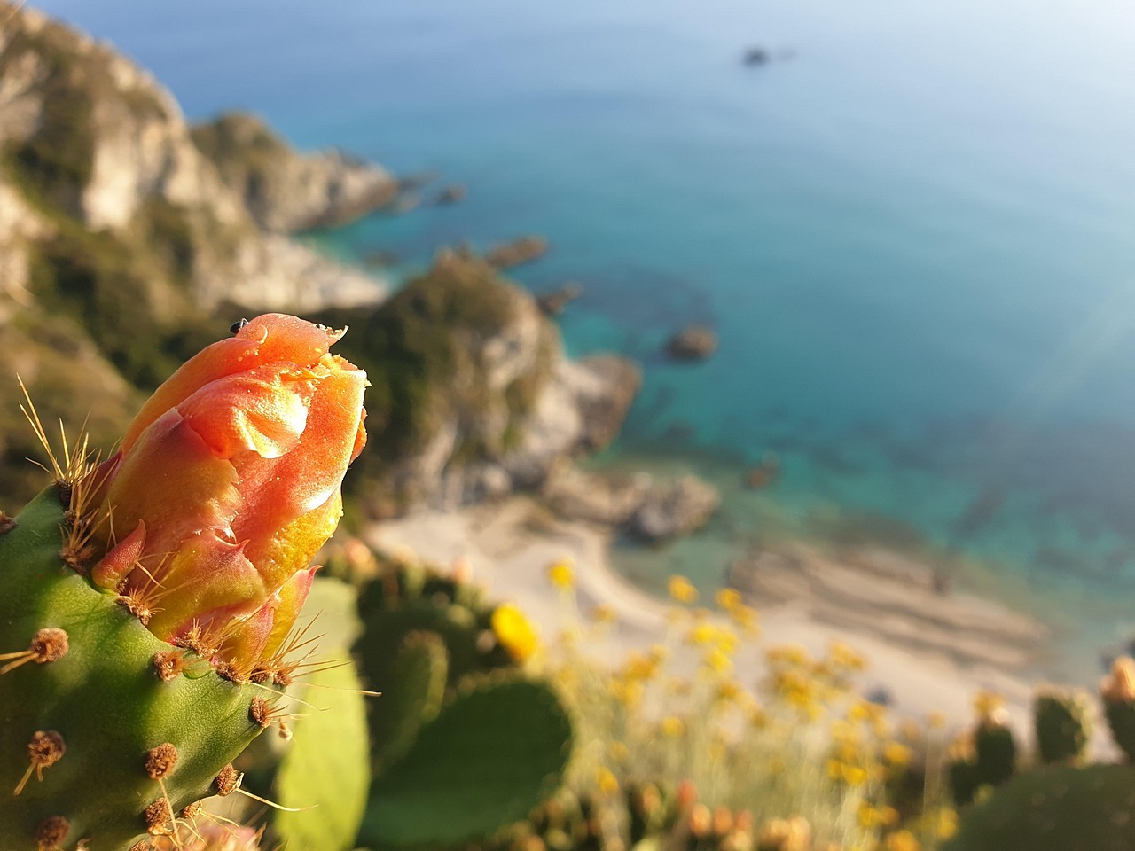 Relax Flower Sea - Free photo on Pixabay - Pixabay