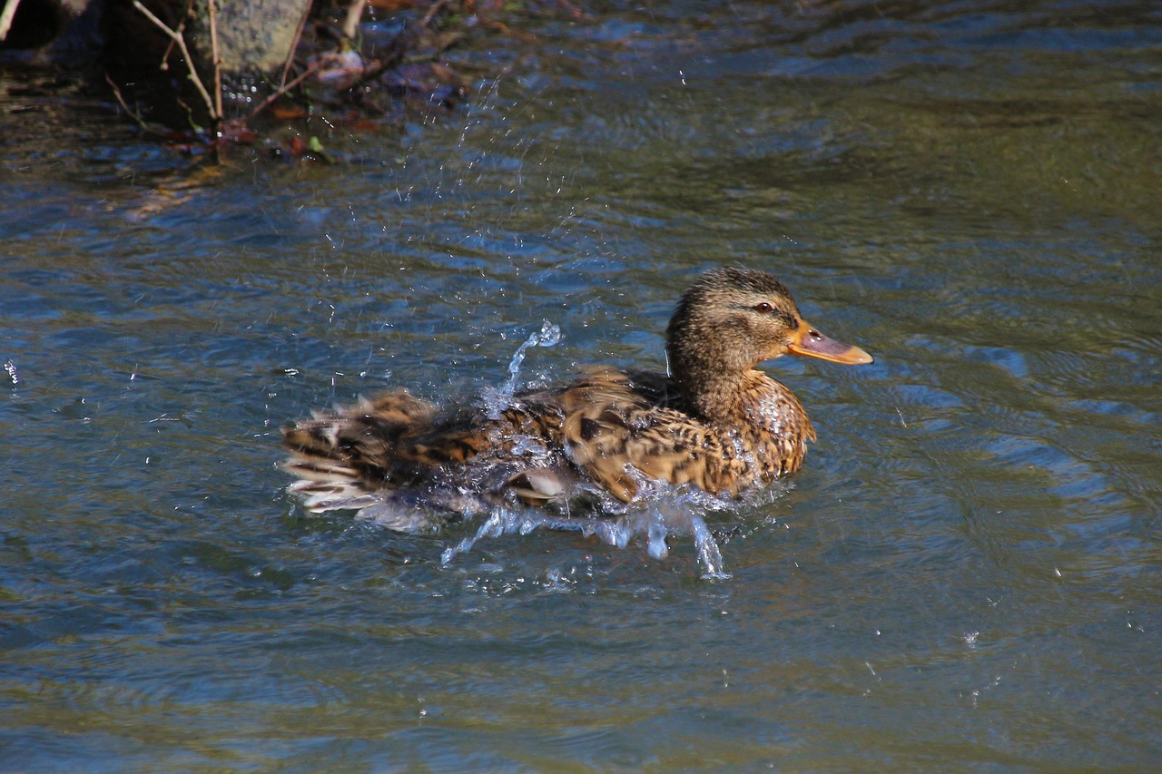Pato Agua Pájaro - Foto gratis en Pixabay - Pixabay