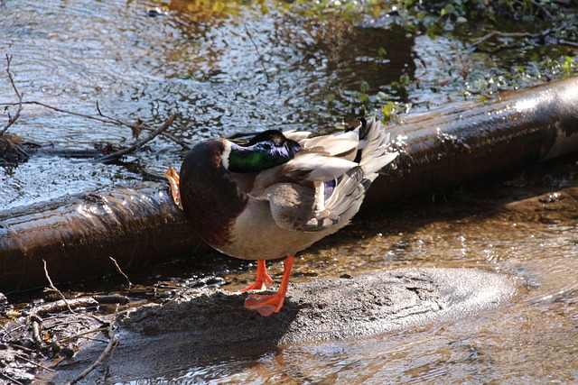 Pato Agua Pájaro - Foto gratis en Pixabay - Pixabay