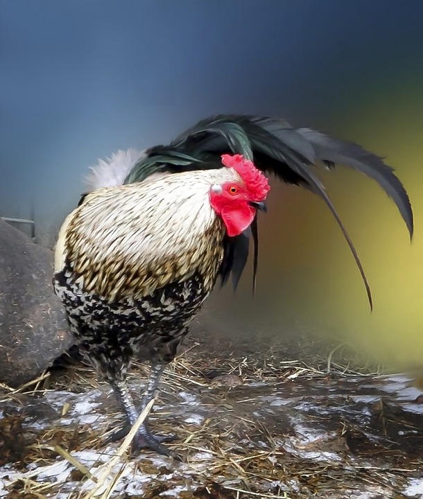 Galo Aves De Capoeira Pássaro - Foto gratuita no Pixabay - Pixabay
