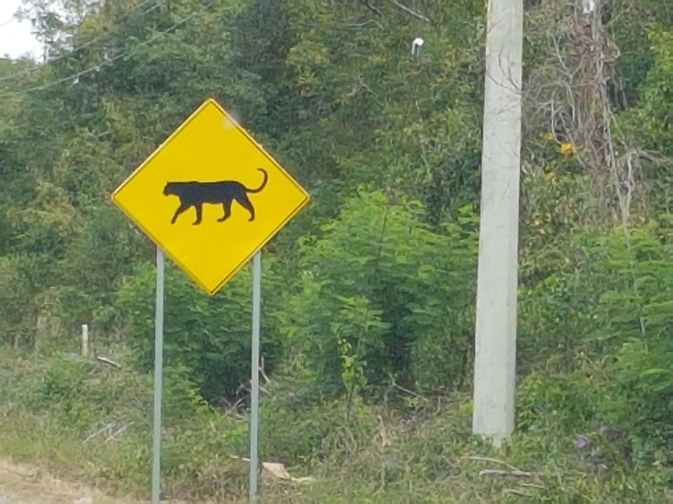Jaguar Crossing Sign - Free photo on Pixabay - Pixabay